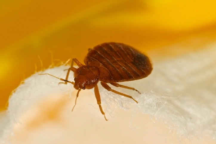Everything you need to know about Bed Bugs. - Bed Bug Exterminator Pro