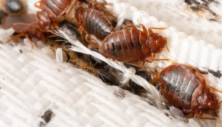What Causes Bed Bugs? Key Reasons Explained | BBEP
